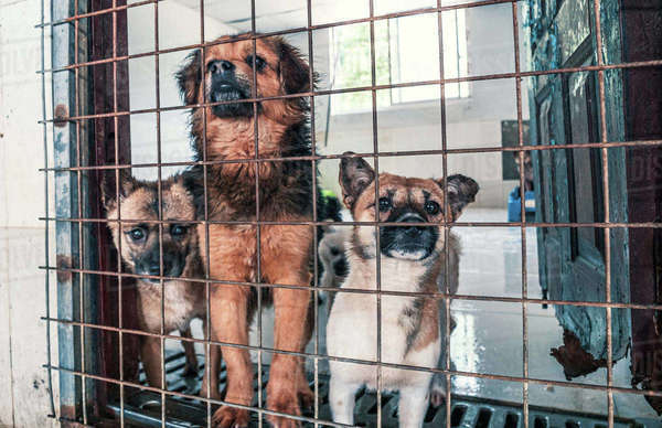 Lonely sad abandoned stray dogs behind the fence at animal shelter ...