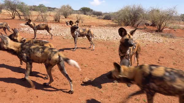 Rare and endangered African wild dogs roam the savannah in Namibia ...