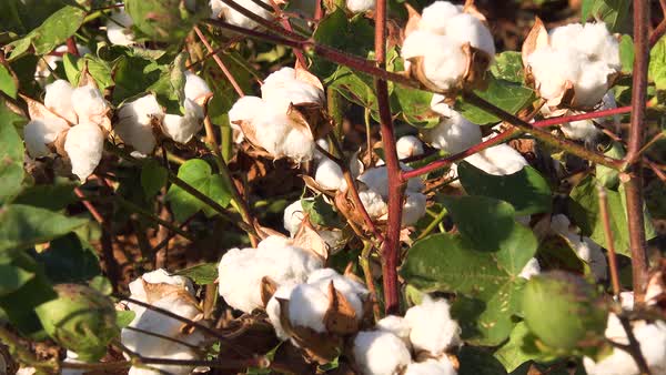 Slow zoom into cotton growing in a field in the Mississippi River Delta ...