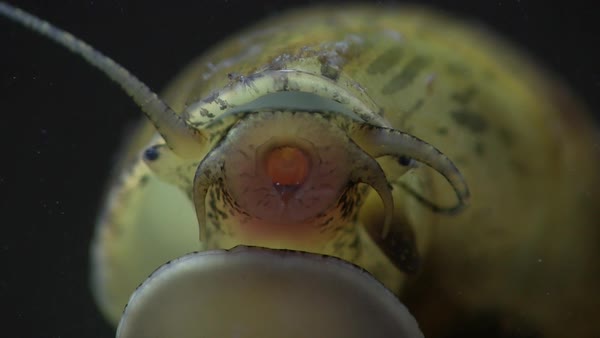 An extreme close up of the mouth of an apple snail. - HD Royalty-free ...