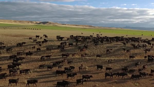 Amazing aerial over a western cattle drive on the plains of Montana ...