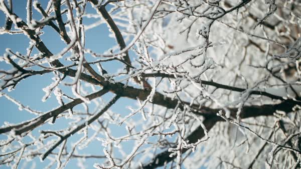 Close-up of frost covered branches of tree. Trees in a cold, winter ...