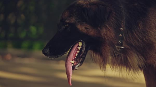 Tired german shepherd heavily breathing, sticking tongue out after ...