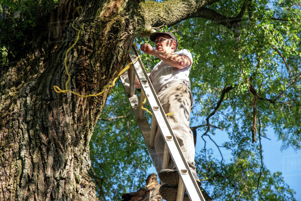Caucasian man at the top of a ladder leaning against a large tree with ...