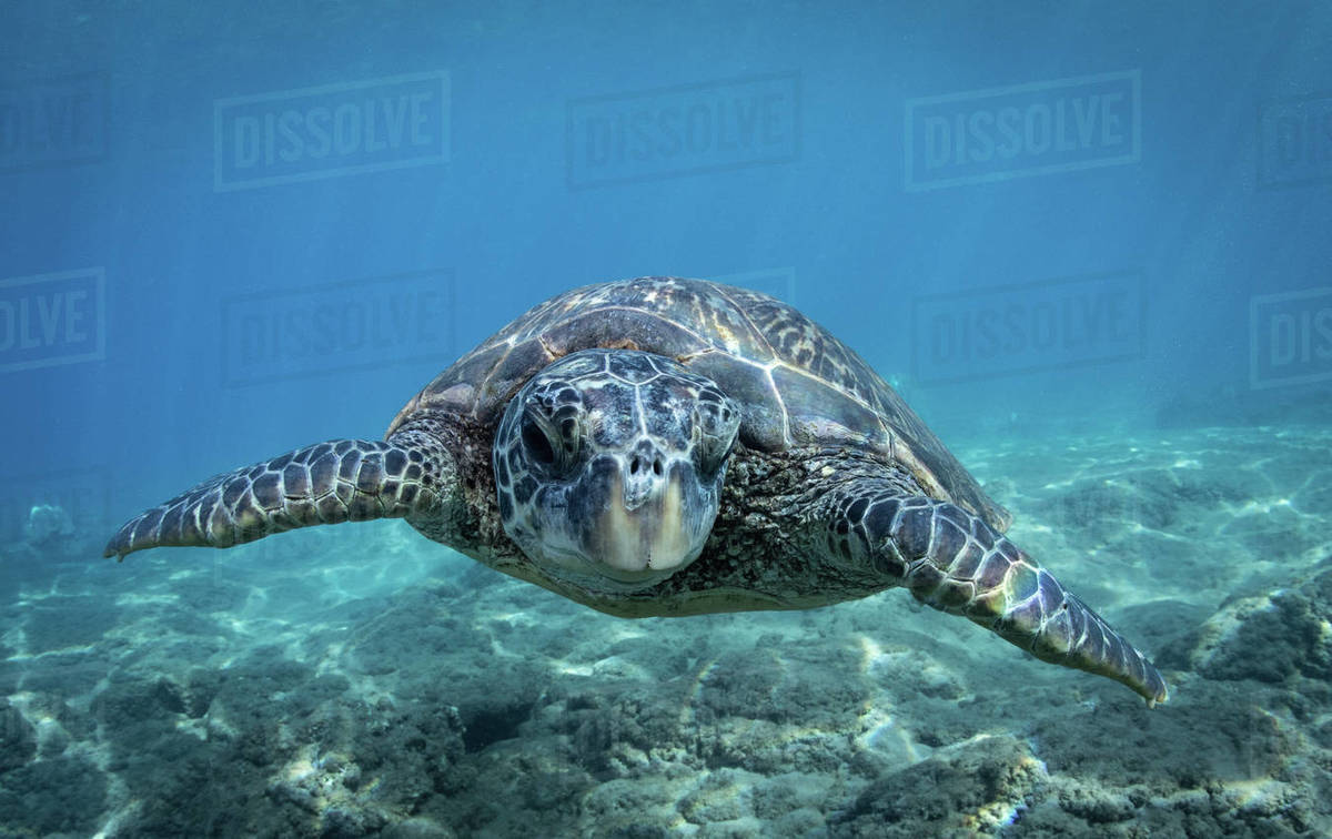 Hawaiian Green Sea Turtle cruising through clear water and over coral ...