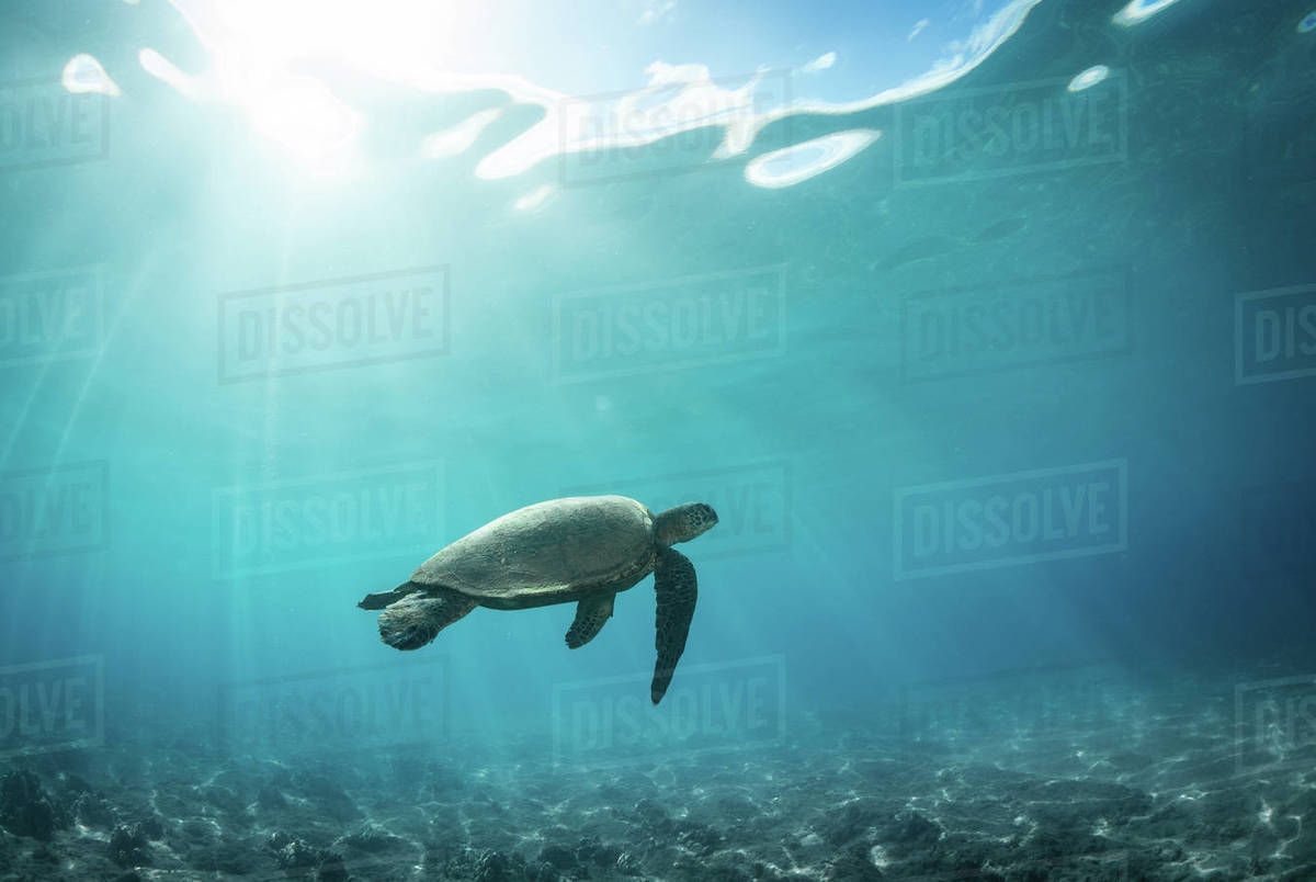 Hawaiian Green Sea Turtle cruising through clear water and over coral ...