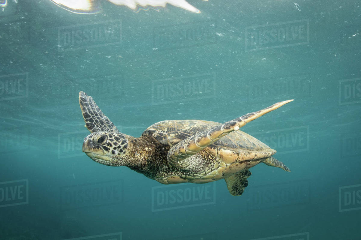 Hawaiian Green Sea Turtle cruising through clear water and over coral ...