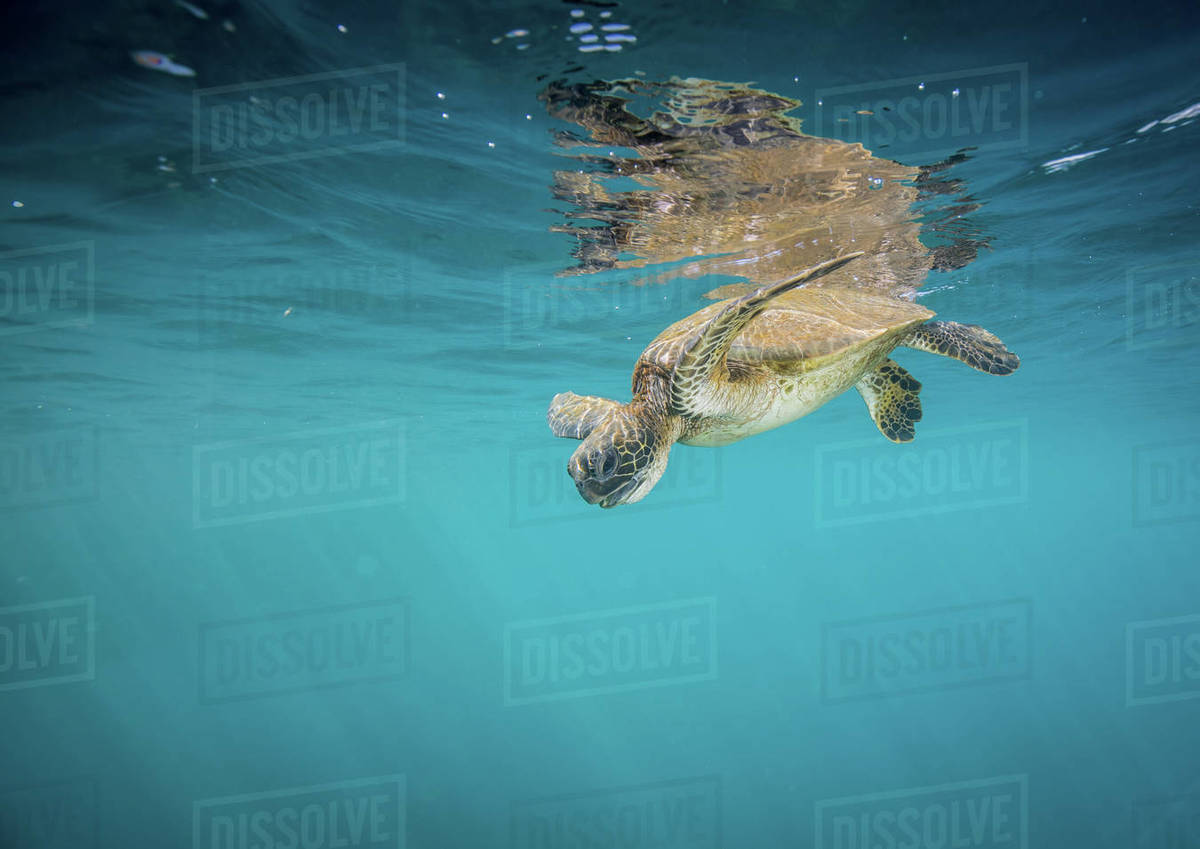Hawaiian Green Sea Turtle cruising through clear water and over coral ...