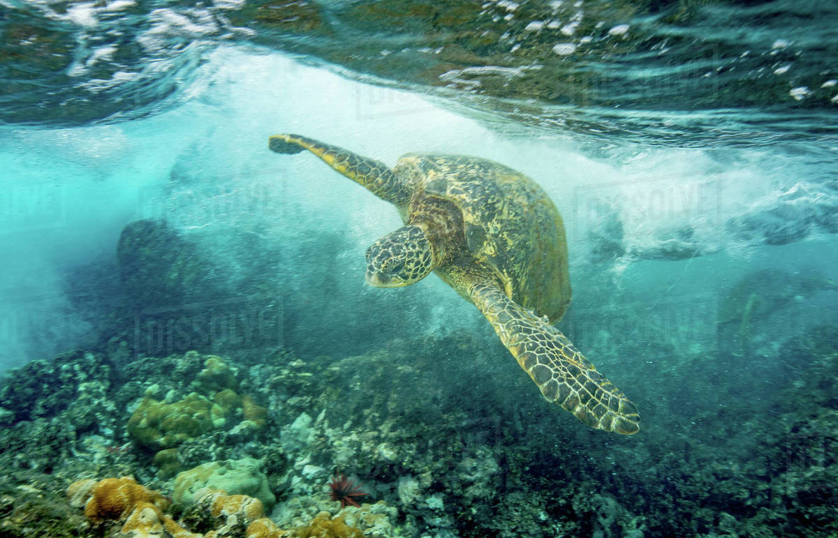 Hawaiian Green Sea Turtle cruising through clear water and over coral ...