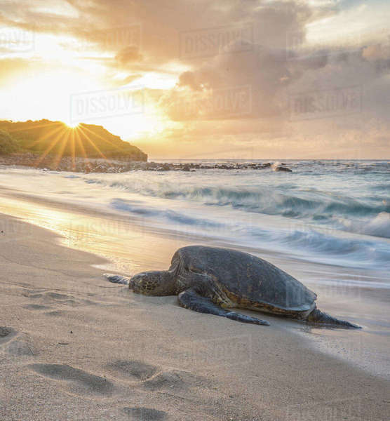 Hawaiian green sea turtle on beach - Royalty-free Stock Photo | Dissolve