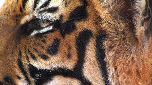 Tiger Playing and Relaxing in captivity Thailand Asia - Stock Video ...