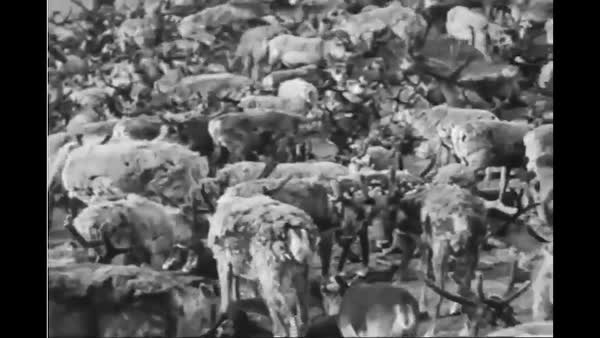 Men wrangle ready reindeer for an annual slaughter in Lapland, Finland ...