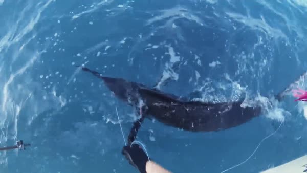 Fishermen mark an Atlantic Blue Marlin, shots of the Marlin in the ...