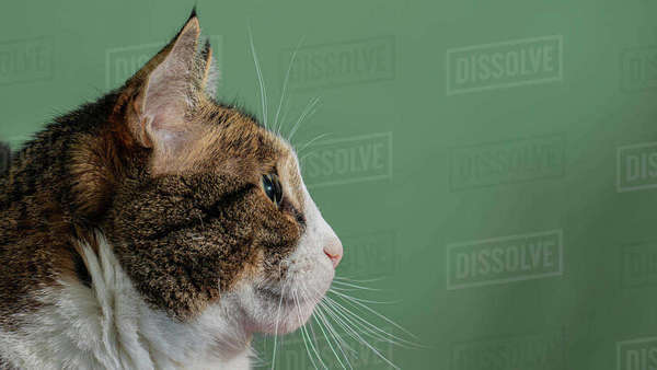 Feline background place for text. Cat on a green background. Gray cat ...