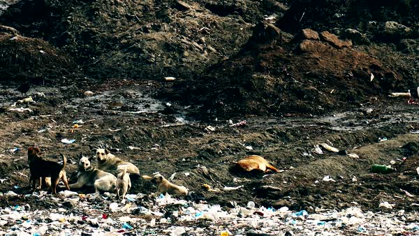 A pack of stray dogs in a city dump. Uncontrolled abandoned dogs are a ...