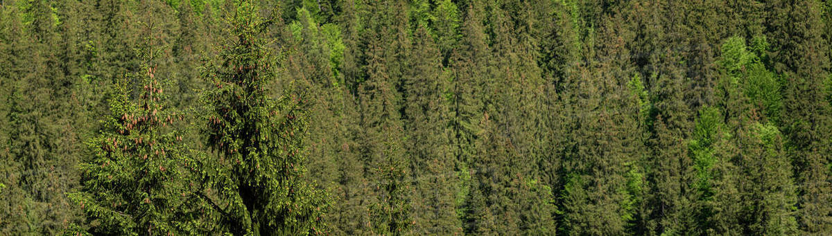 Aerial nature scenic landscape of pine green trees. Top view of green ...