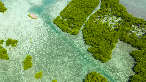 Mangroves in a swampy area on a tropical island. Mangrove landscape ...