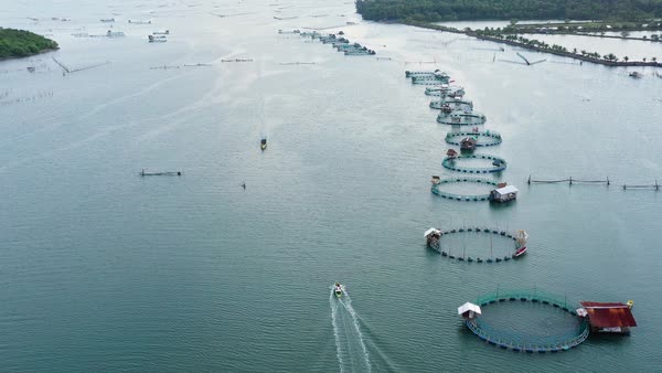 Fish farm with cages for fish and shrimp in the Philippines, Luzon ...