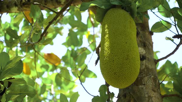 Jackfruit Tree and young Jackfruits. Tree branch full of jack fruits.4k ...