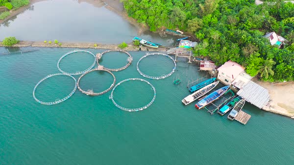 Fish farm with cages for fish and shrimp, top view. Fish cage for ...