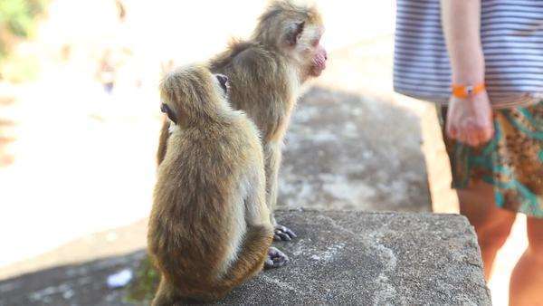 Two monkeys in Sigiriya, an ancient palace located in the central ...