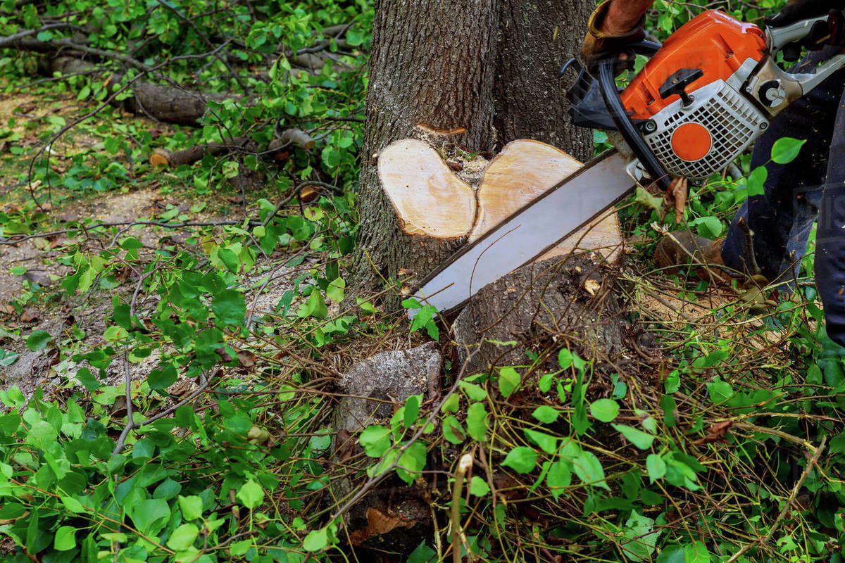 Man cuts tree with chainsaw, concept of deforestation. Selective focus ...