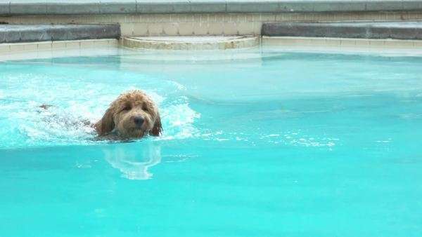 Goldendoodles Retrieving A Ball From A Pool - HD Royalty-free Stock ...