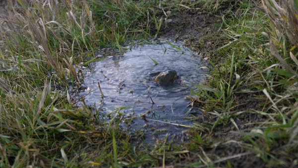 Closeup of freshwater spring bubbling up in mountain meadow in utah ...