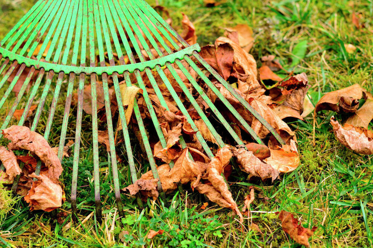 Rake in garden, collecting fallen dry leaves in autumn - Royalty-free ...