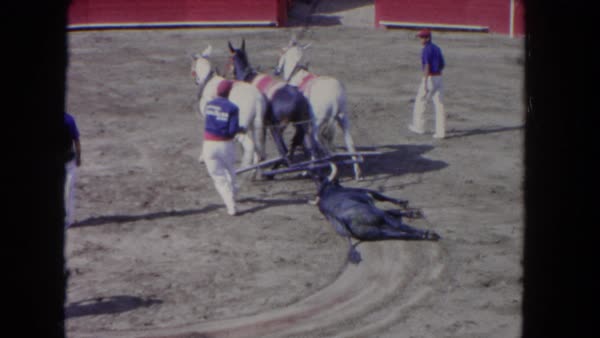 1962: dead bull being removed by horses and attendants from bull ...