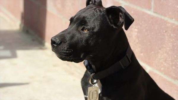 Black pitbull staying alert as guard dog - Stock Video Footage - Dissolve