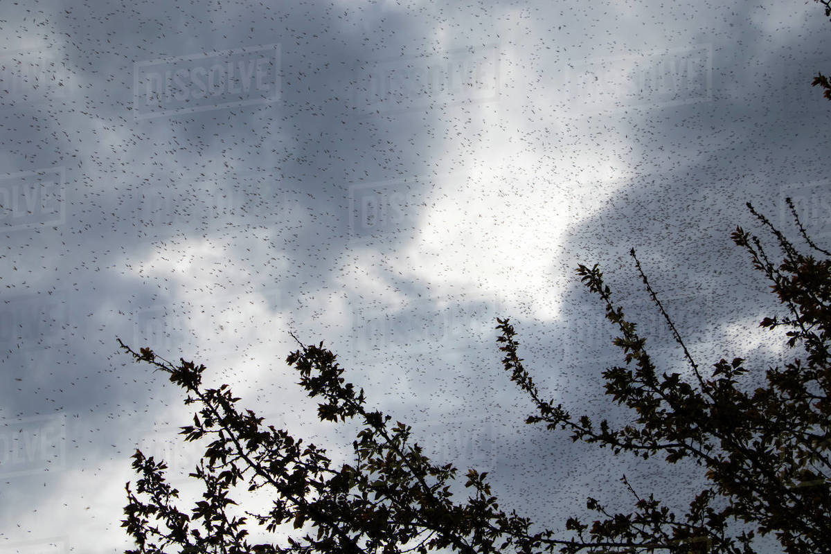 Swarm of mosquitoes on the background of the sea. Mosquitoes males fly ...
