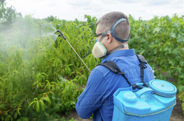 Gardener Applying Insecticide Fertilizer To His Crops. Using A Sprayer ...