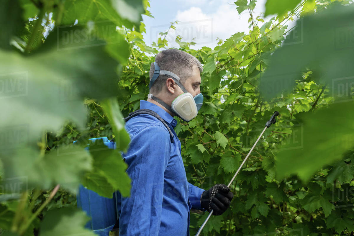 Gardener Applying Insecticide Fertilizer To His Crops. Using A Sprayer ...