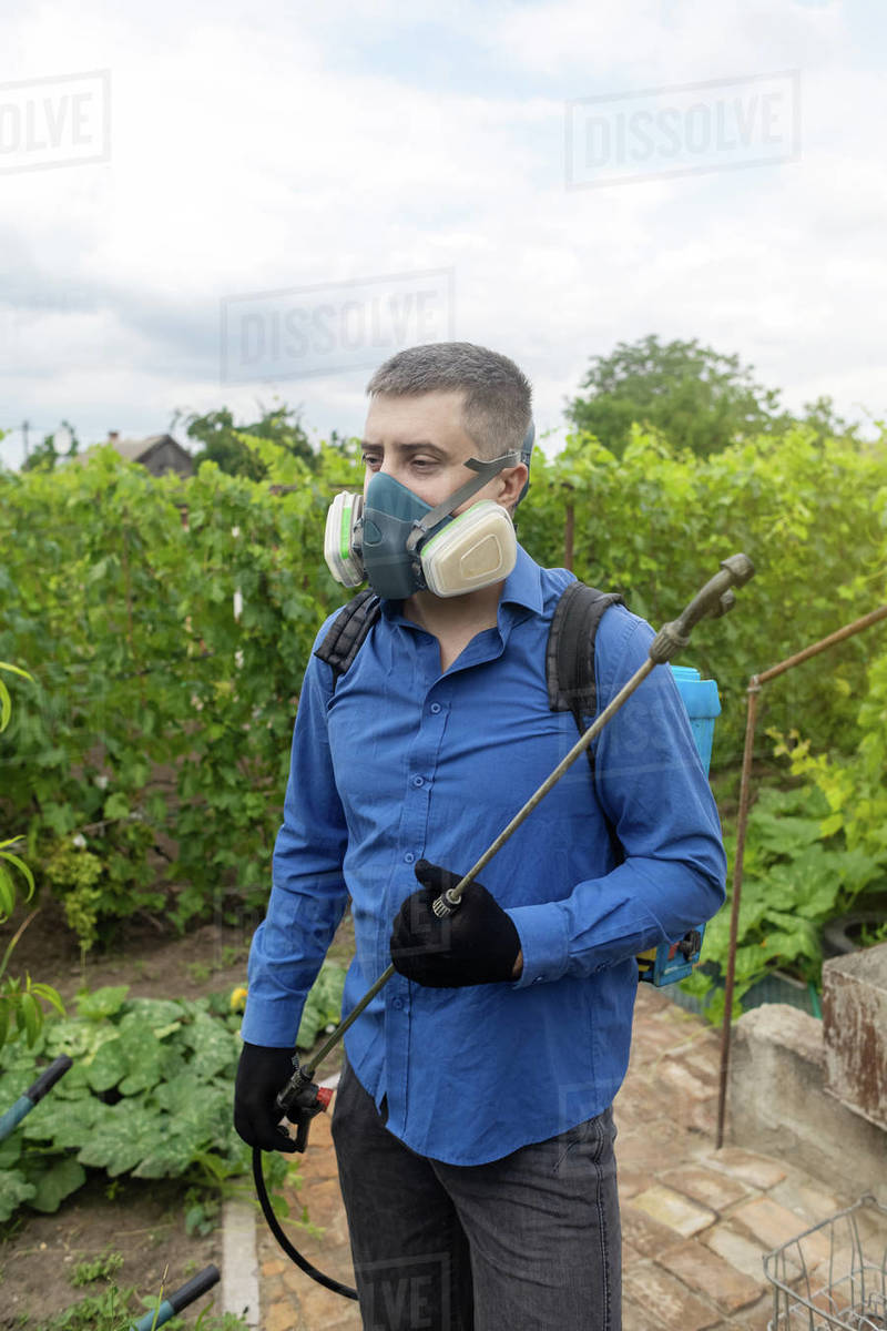 Gardener Applying Insecticide Fertilizer To His Crops. Using A Sprayer ...