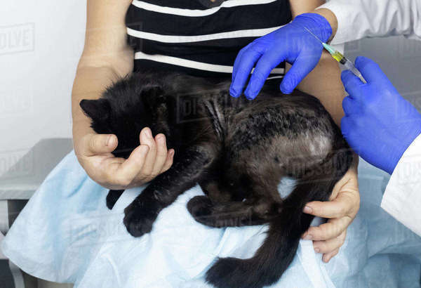 Cat has fur problem. Bald patches and dermatitis. Subcutaneous tick ...
