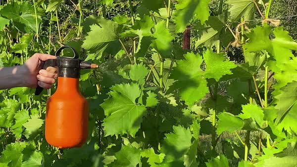 Gardener hand holding using manual pressure sprayer, spraying grape ...