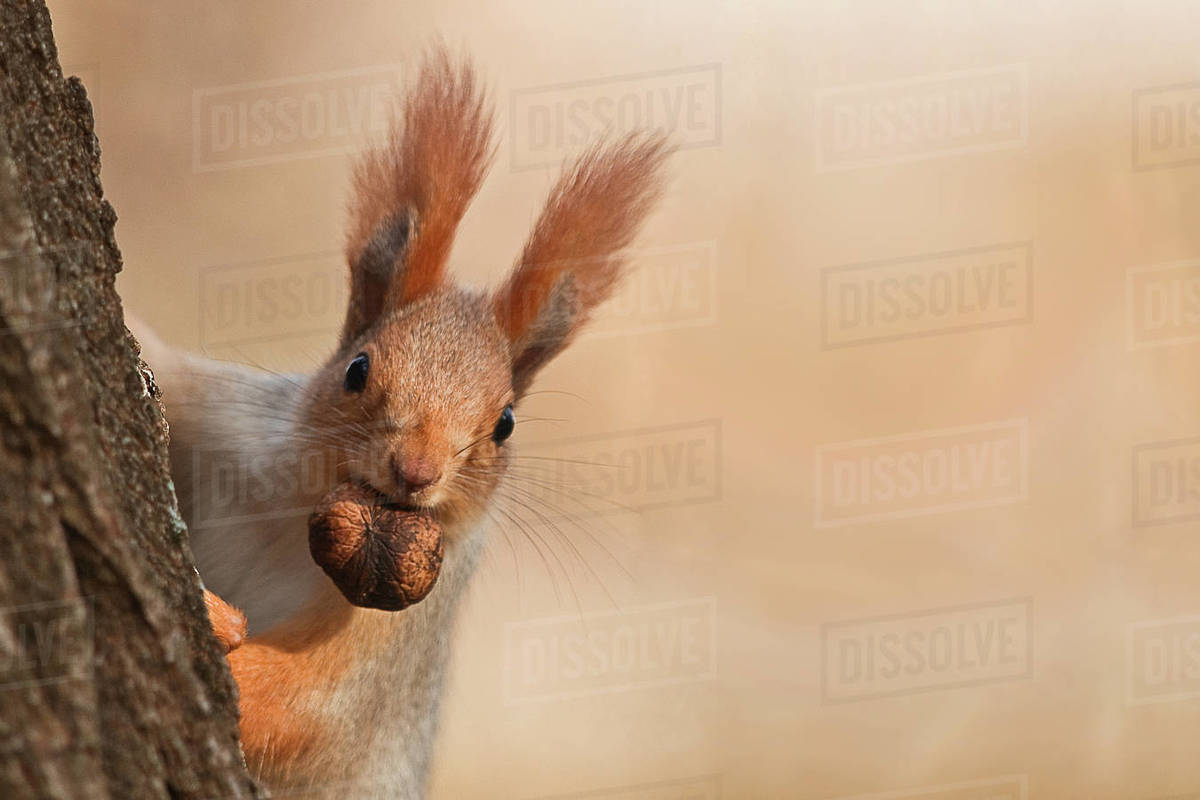 A squirrel Sciurus vulgaris, looks out with a nut in its mouth in the ...
