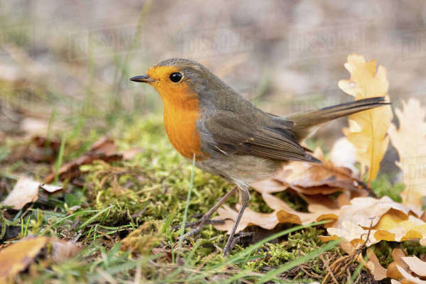 Garden Birds. Robin, Erithacus rubecula in the wild. Songbird robin ...