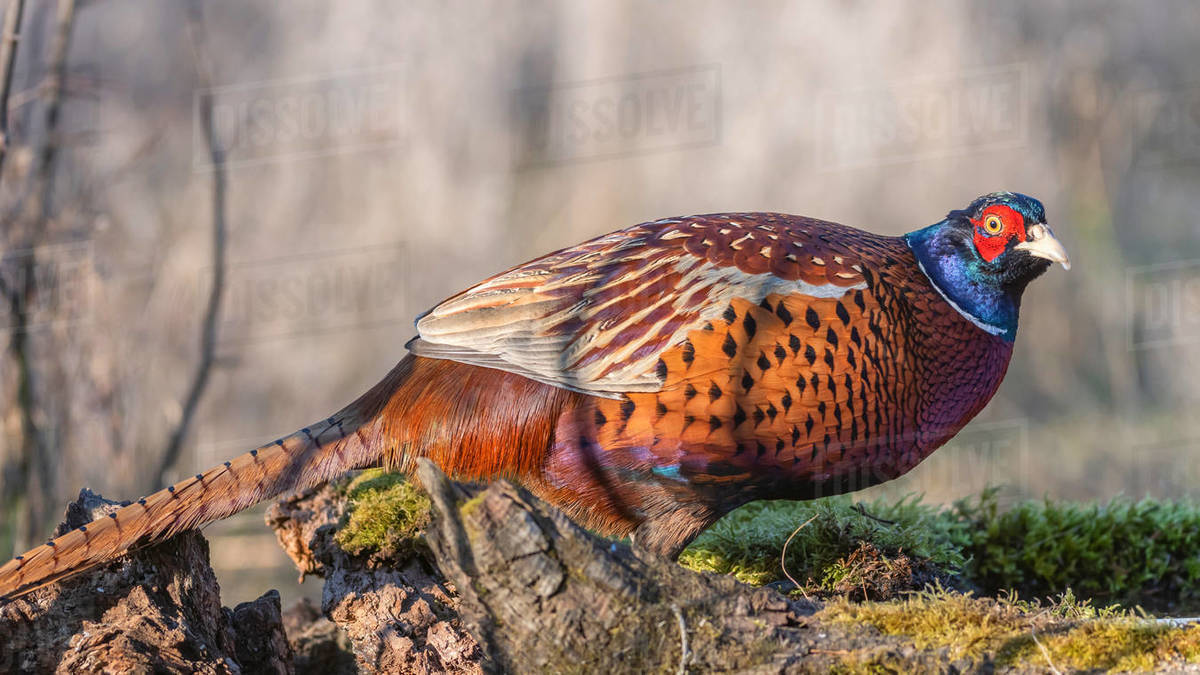Colorful male Common Pheasant Scientific name Phasianus colchicus, in ...