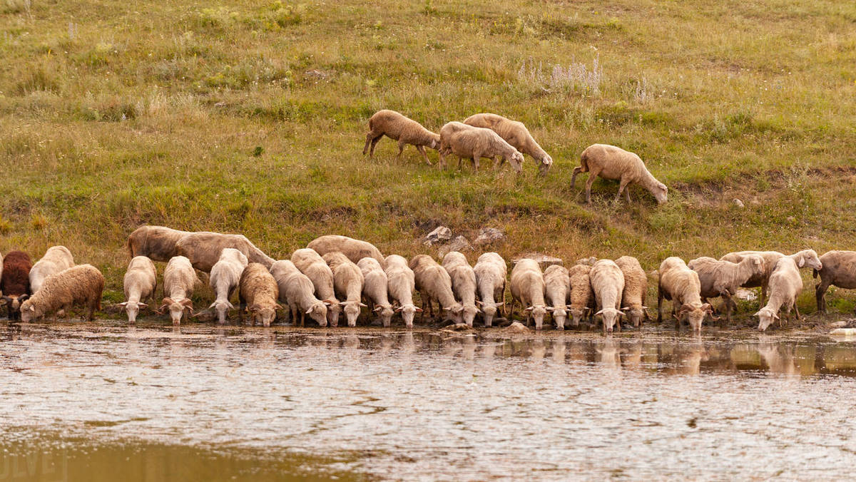 A group of sheep drink water from a lake. - Royalty-free Stock Photo ...