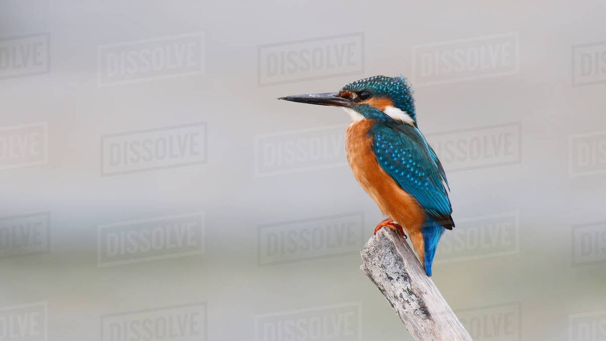 Common King Fisher sitting on branch looking for fish, Alcedo atthis ...
