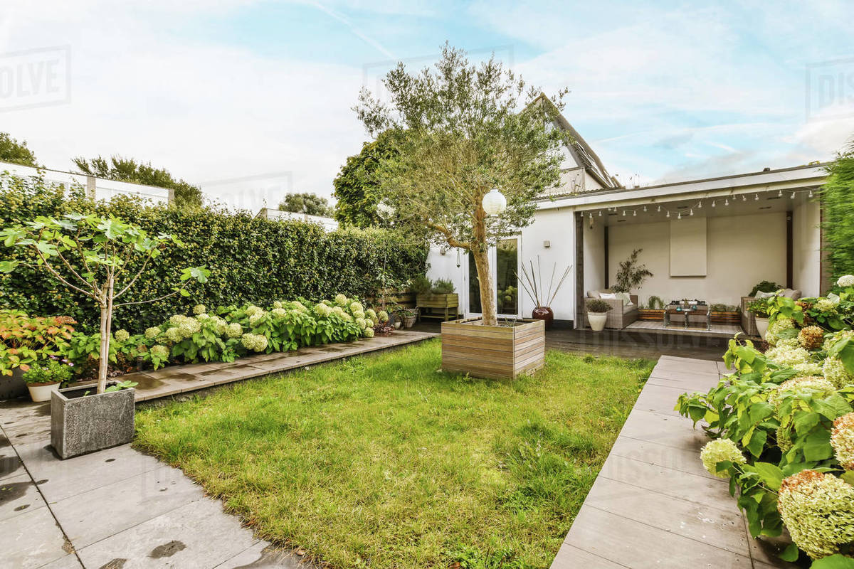 The courtyard of the house with a fresh lawn and a tree in the middle ...