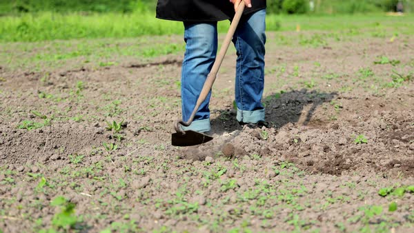 Soil Cultivation With A Hoe. A Woman Farmer Cultivates A Female Garden ...