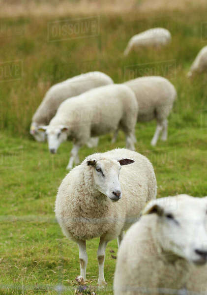 Group of sheep standing together and grazing on a farm pasture. Hairy ...