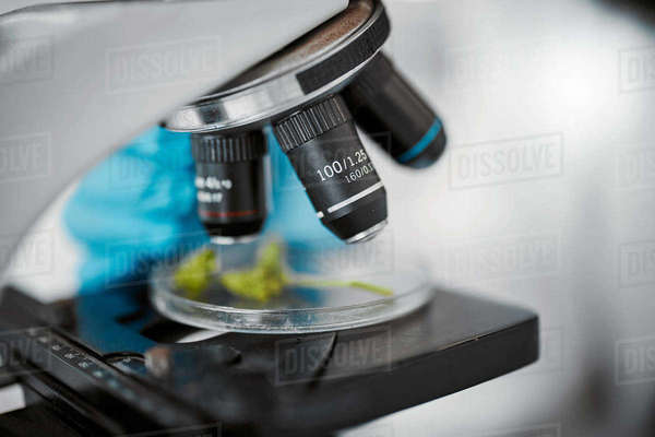 Plant science, microscope and laboratory for research, analysis and ...