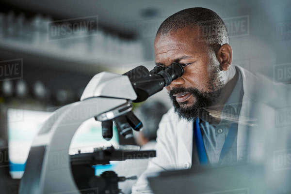 Black man scientist, microscope and lab analysis in biodiversity study ...