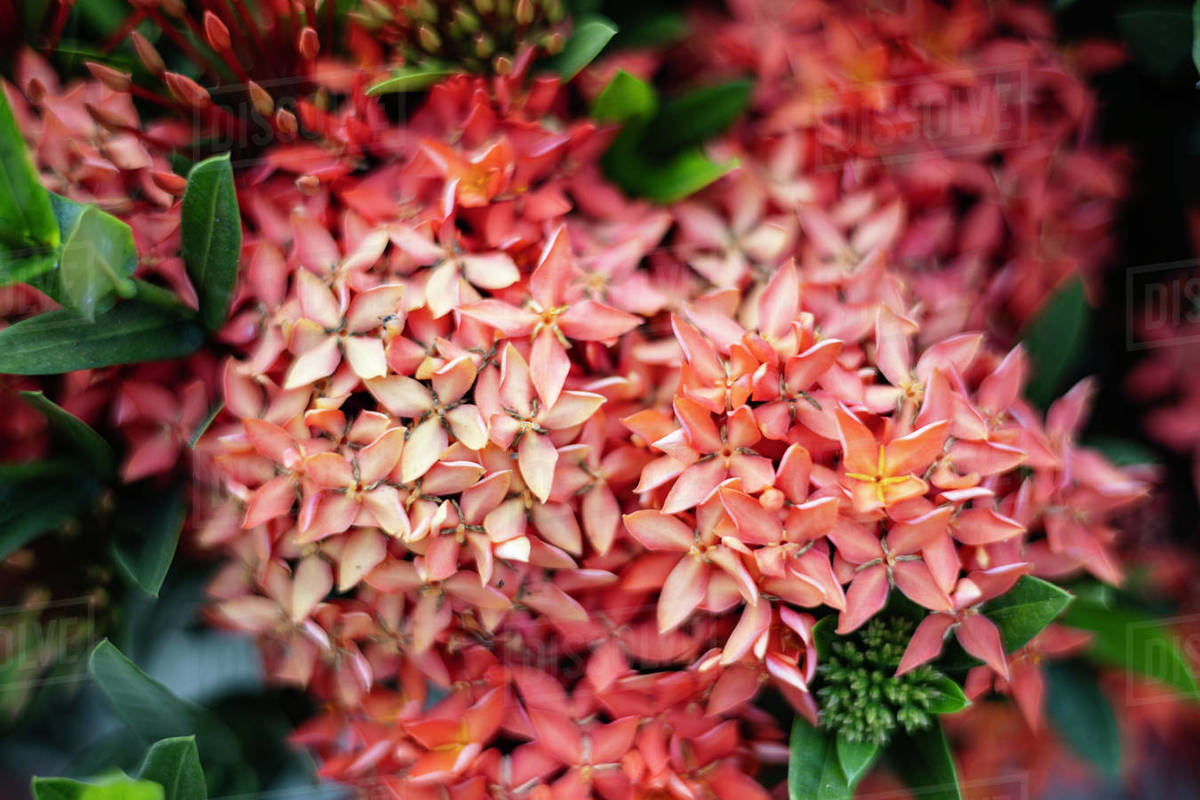 Close-up focus of red needle flower. Needle flower with green leaves ...