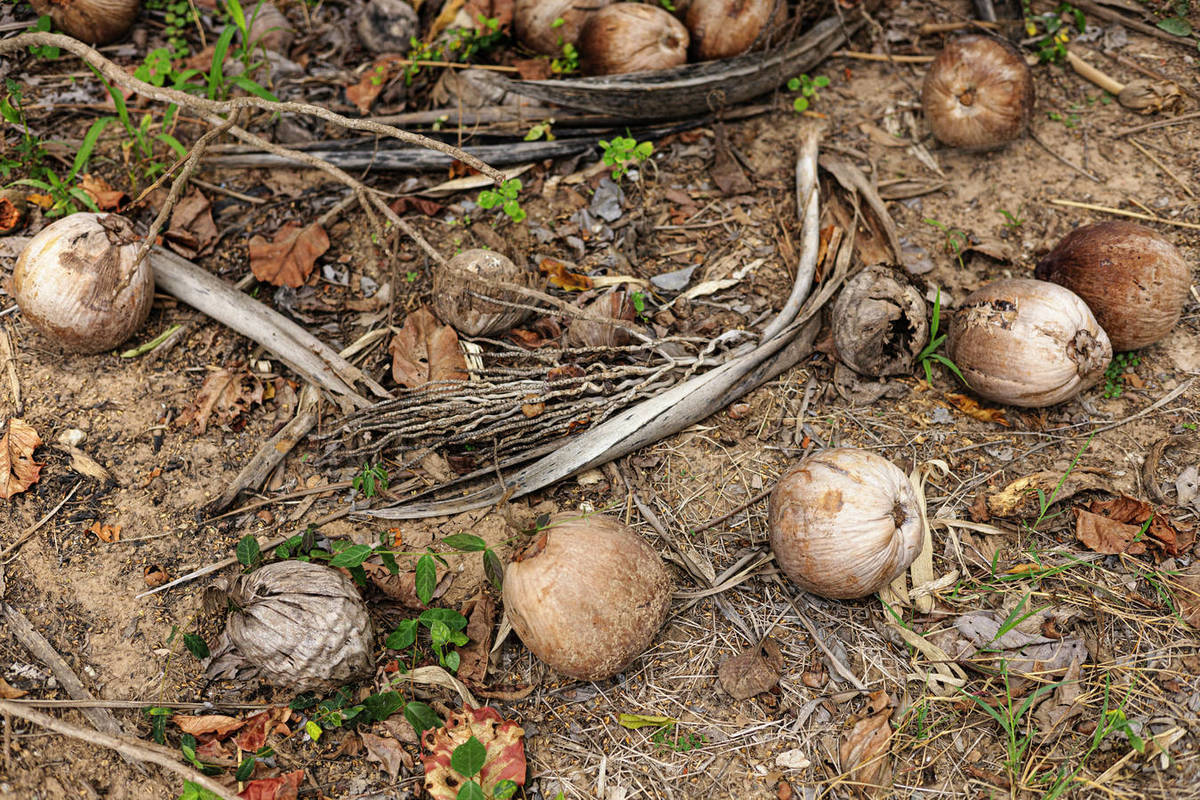 Closeup of waste or damaged coconut dumped in ground. A view of old ...