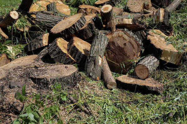 Remains after tree felling. Stumps and sawdust after working with a ...